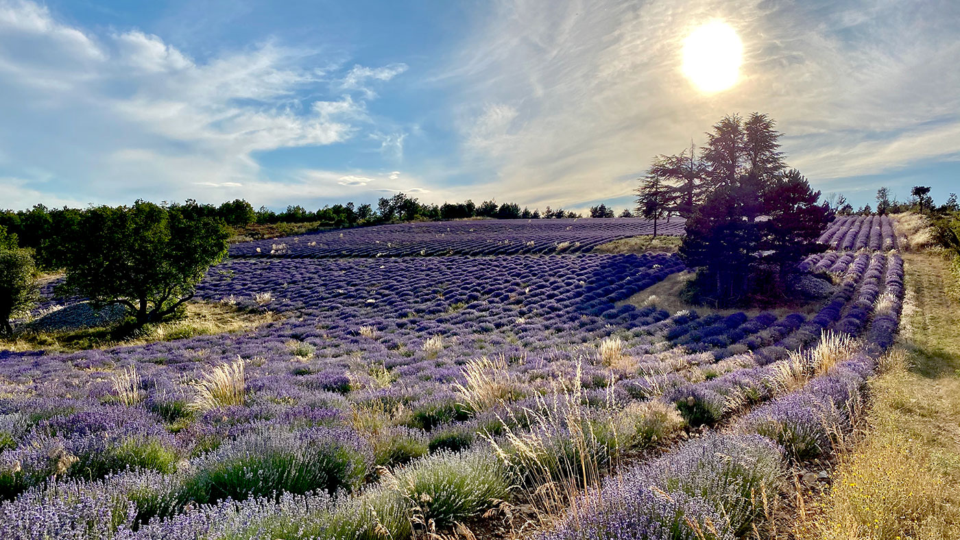 Organic and conventional essential oils- Parfums Provence Ventoux